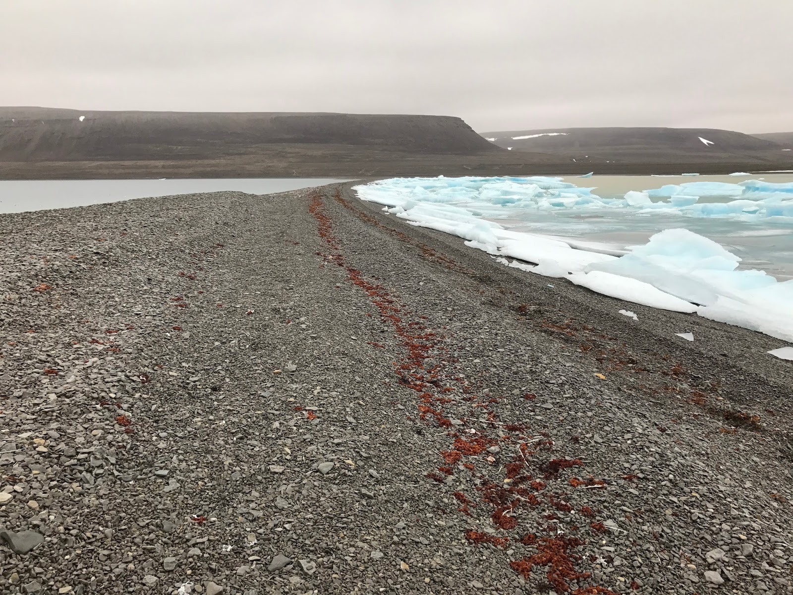 VISIONS OF THE NORTH: Veni, vidi, Beechey