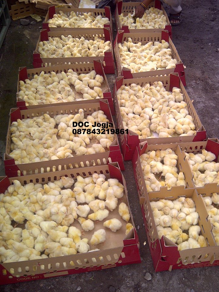 Harga Doc Pejantan dan Doc Broiler | Distributor DOC Ayam Broiler
