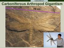 Evolution Of Insects