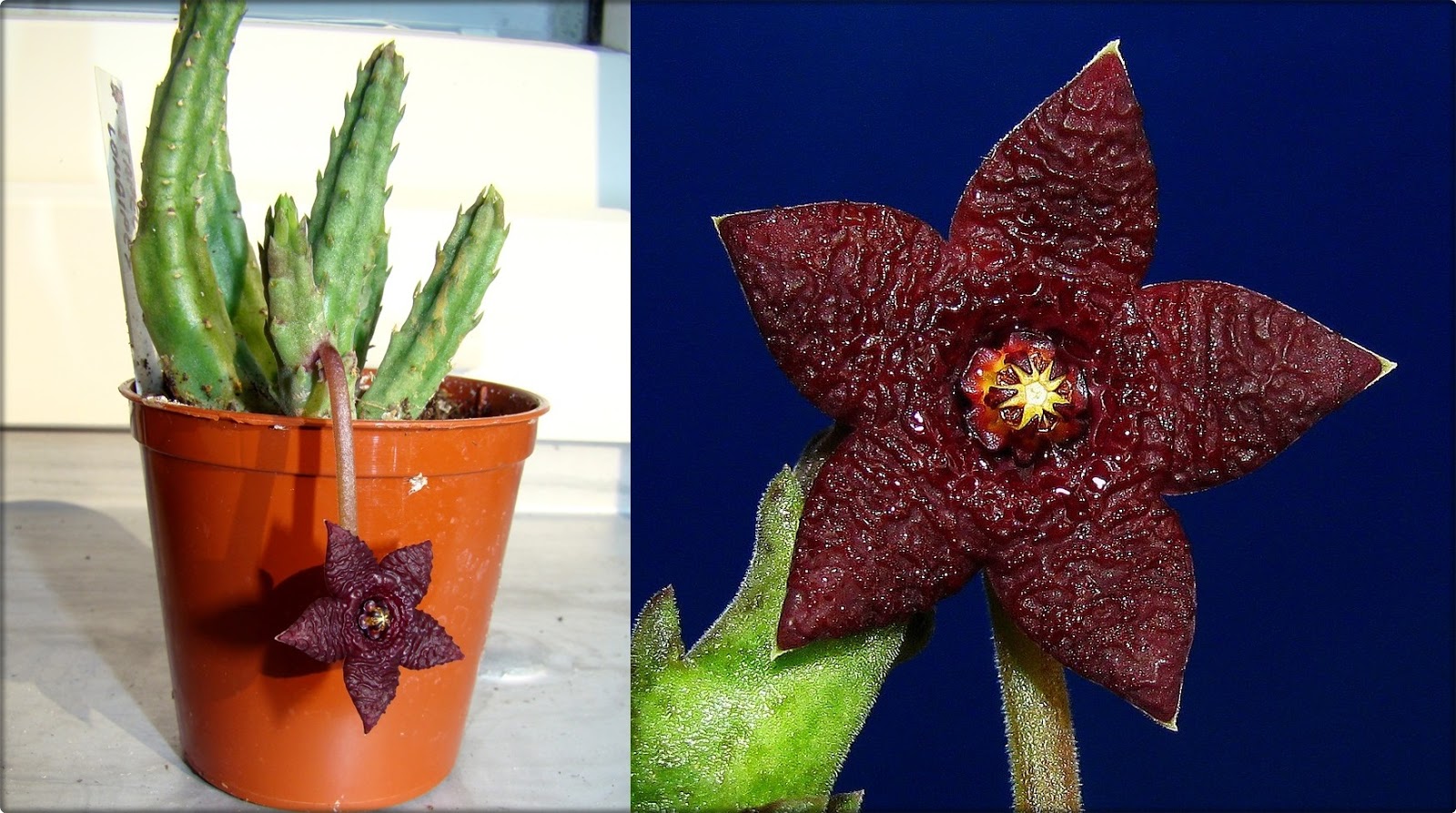 Stapelia similis