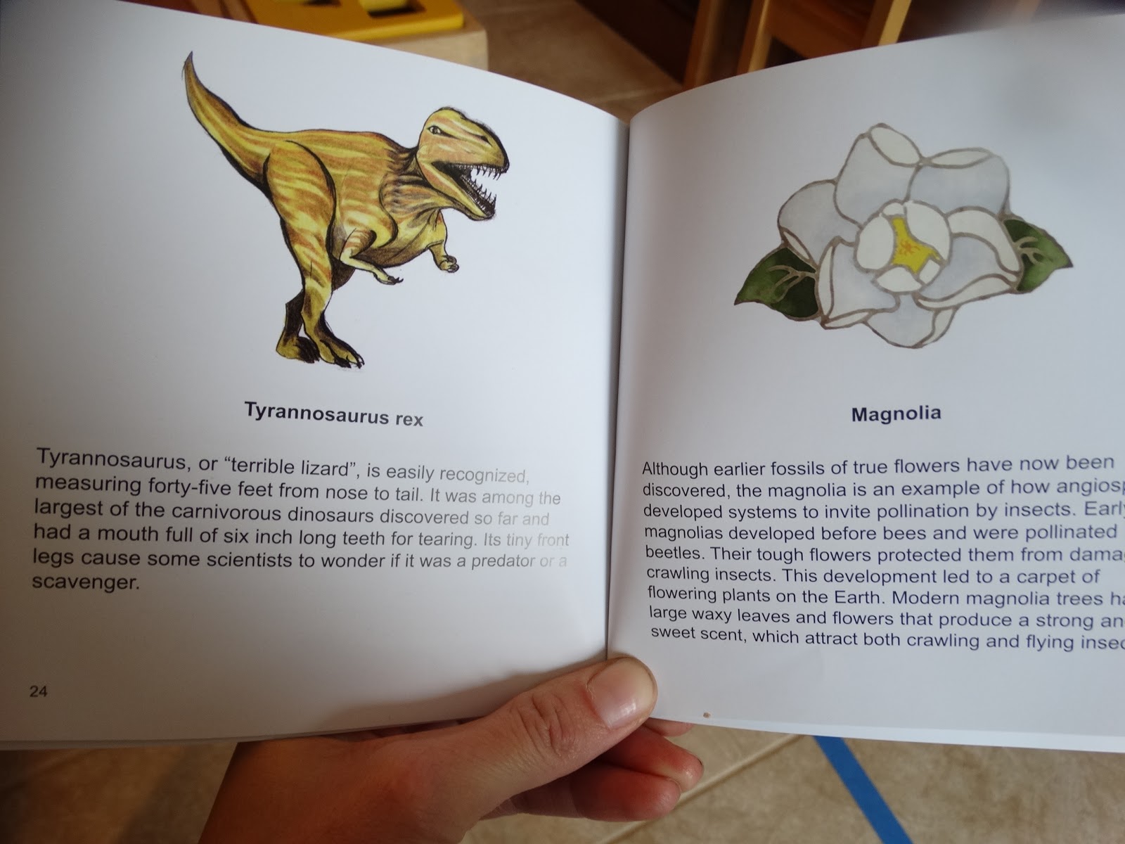 The Joys of Montessori Homeschooling: Great Lesson #2 - The Coming of ...