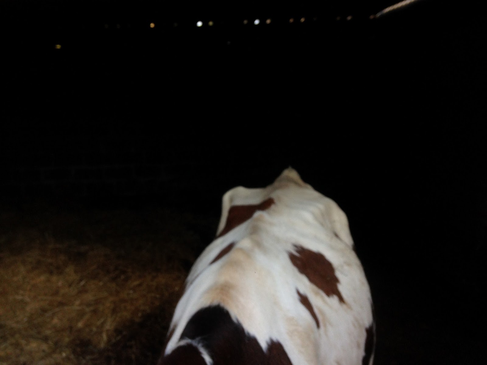 Case of a cow that knocked off her hook bone - Vet in Training