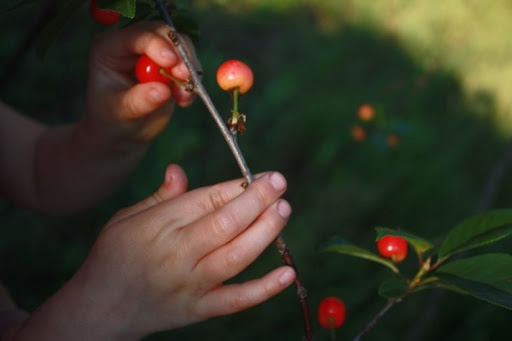 Juise: Simple Summer Activities - Berry Pickin'