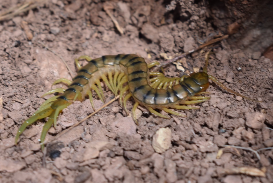 ZOOTOGRAFIANDO (6.100 ANIMALS): ESCOLOPENDRA EUROPEA / MEDITERRANEAN ...