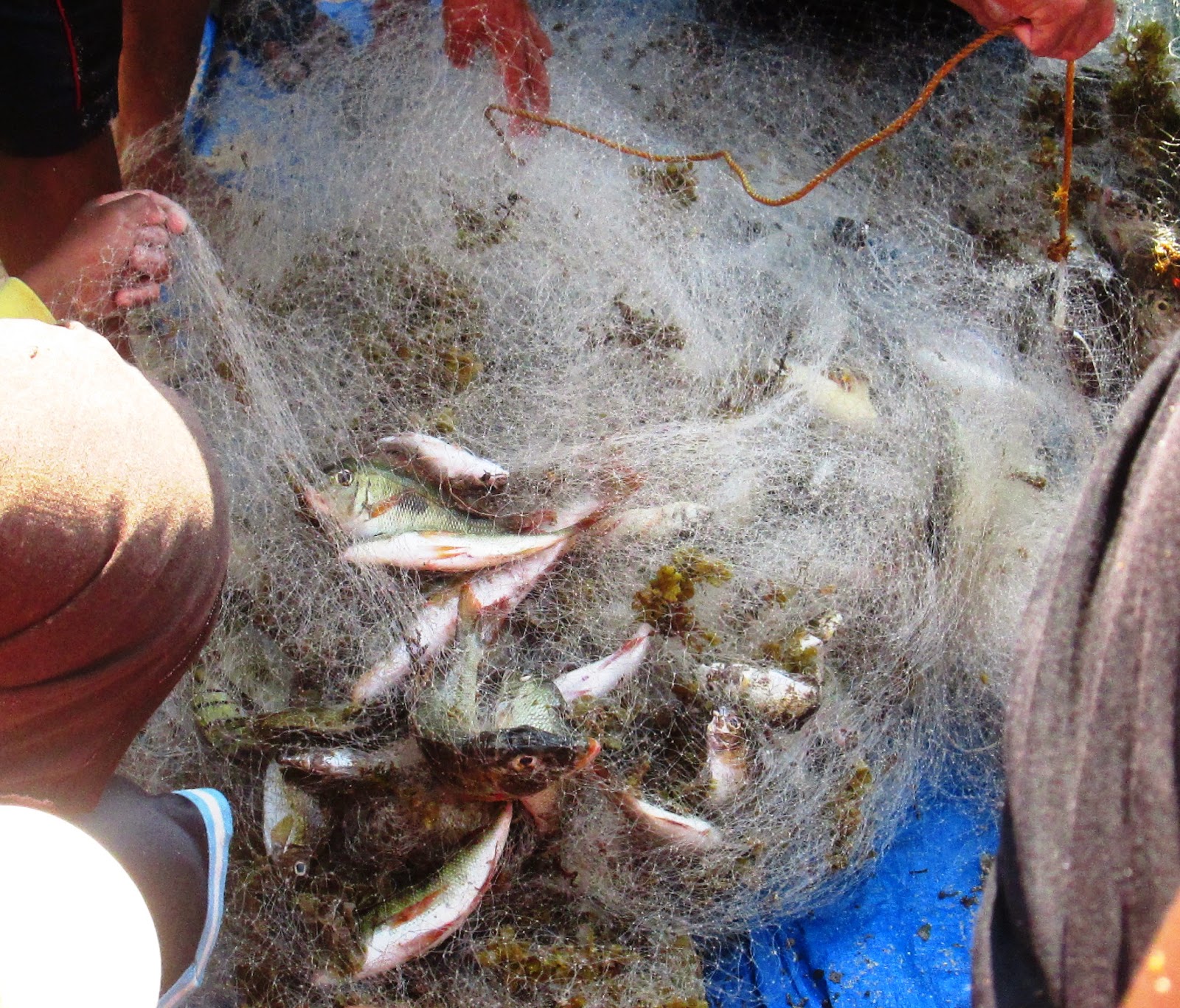 Go, Taste, Blog!: Surprising Bolinao