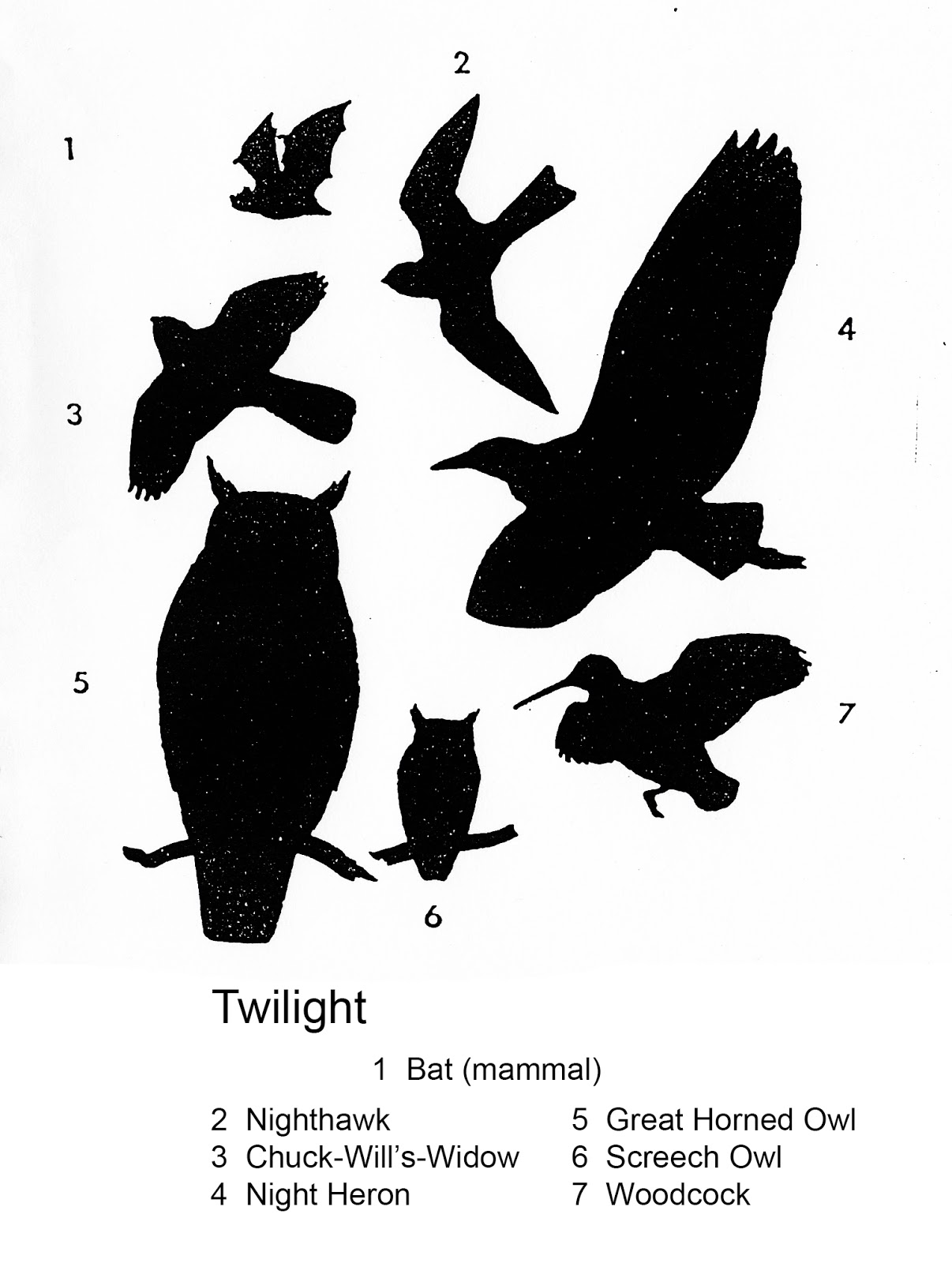 QuestX: Bird Silhouette Identification Sheets