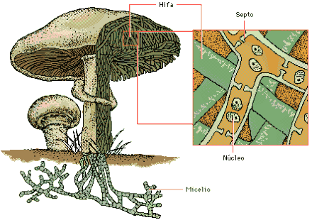 ¿Cuáles son las principales características de los hongos?