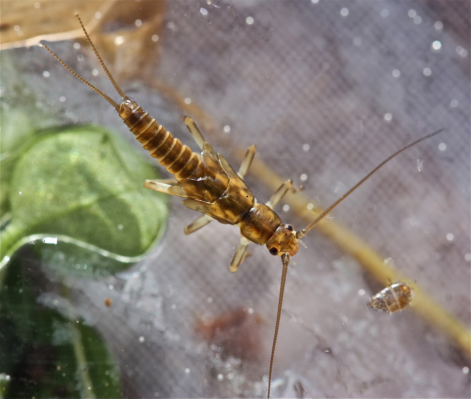 Aquatic Insects of Central Virginia: Sifting Away Again in Chloroperlid ...