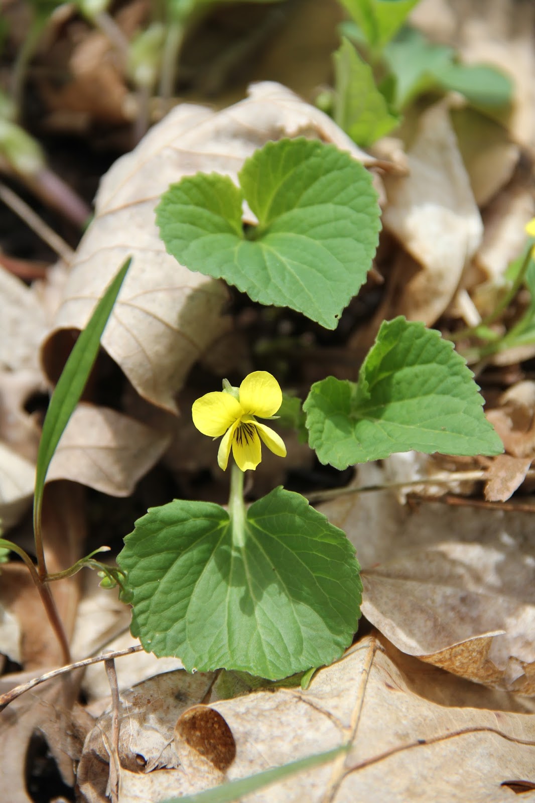 Isabella Conservation District Environmental Education Program ...