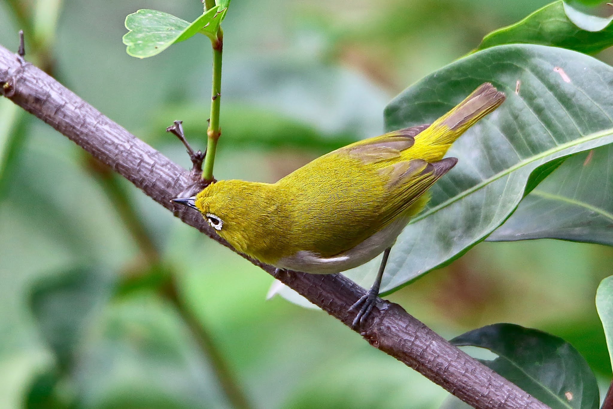 Indian White Eye Is a Bright but Shy Bird
