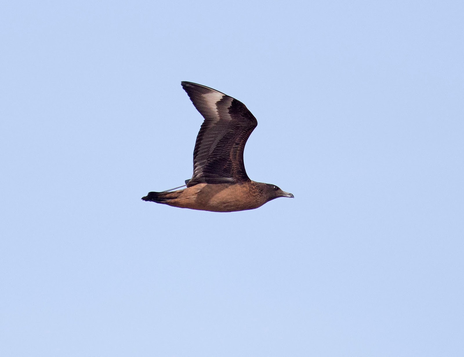 pewit: juvenile Bonxie / Great Skua