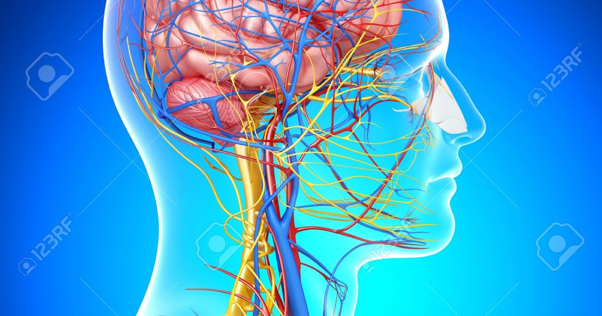Discovery Of The Lymphatic System In The Brain May Help Us Better ...