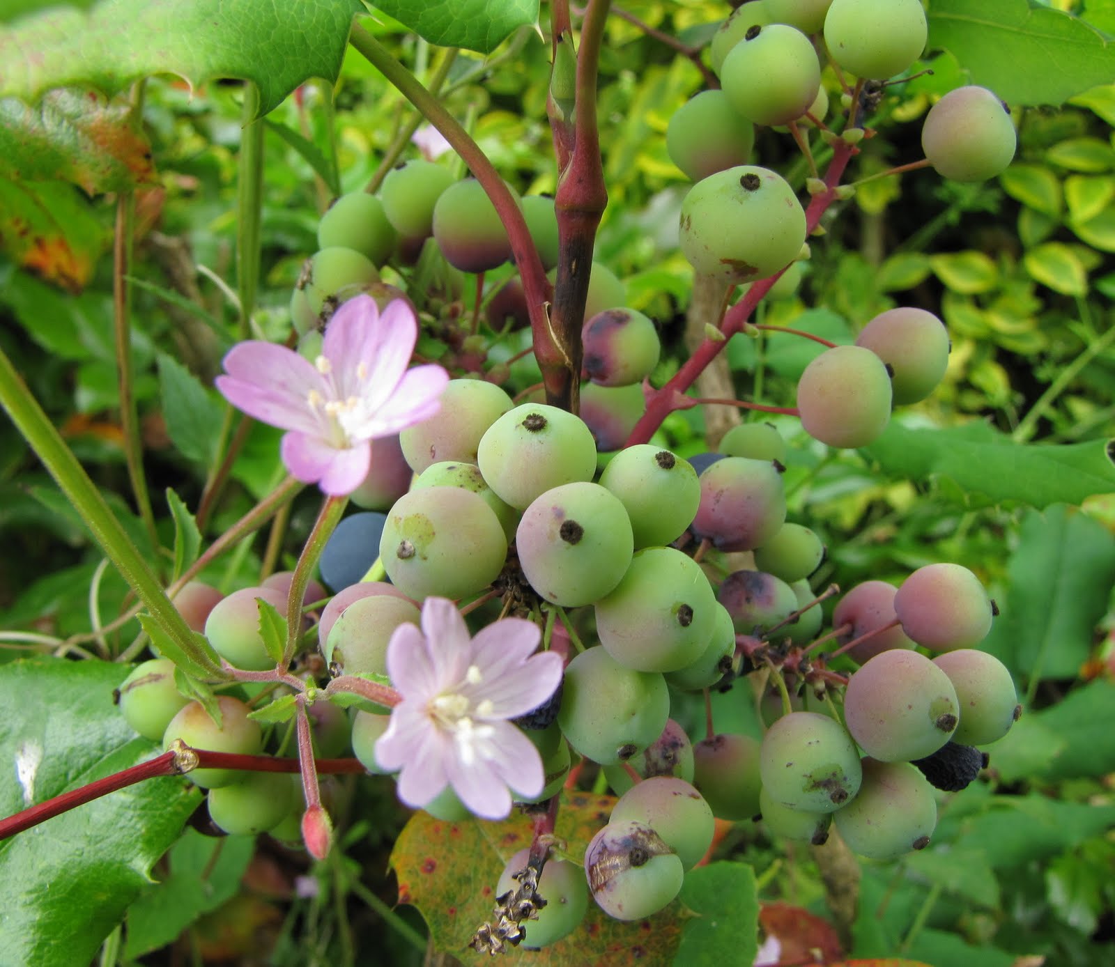 The Glebe Blog: 07/2011