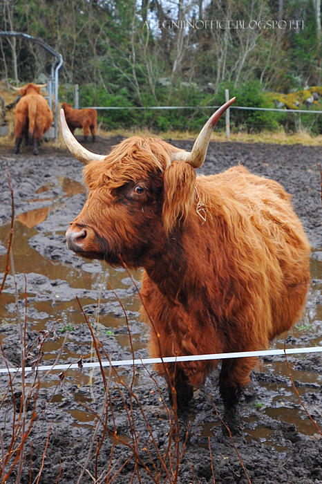 Välkommen till alegni in office: Närkontakt med en kossa