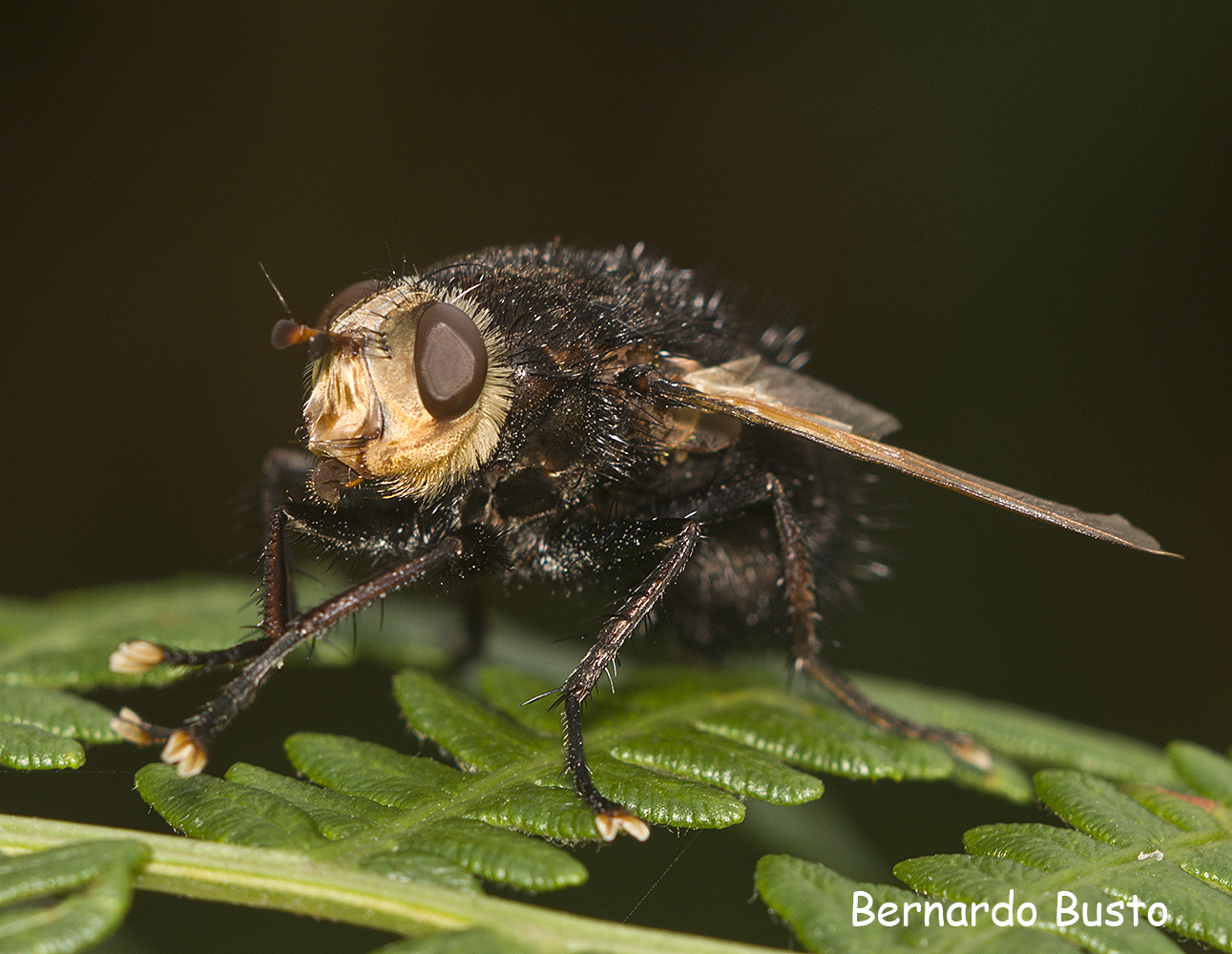 RÍA DE LA VILLA: Mosca grande y peluda