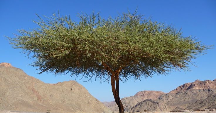 A Broom Tree Week: Sermon for Sunday 19 June 2016