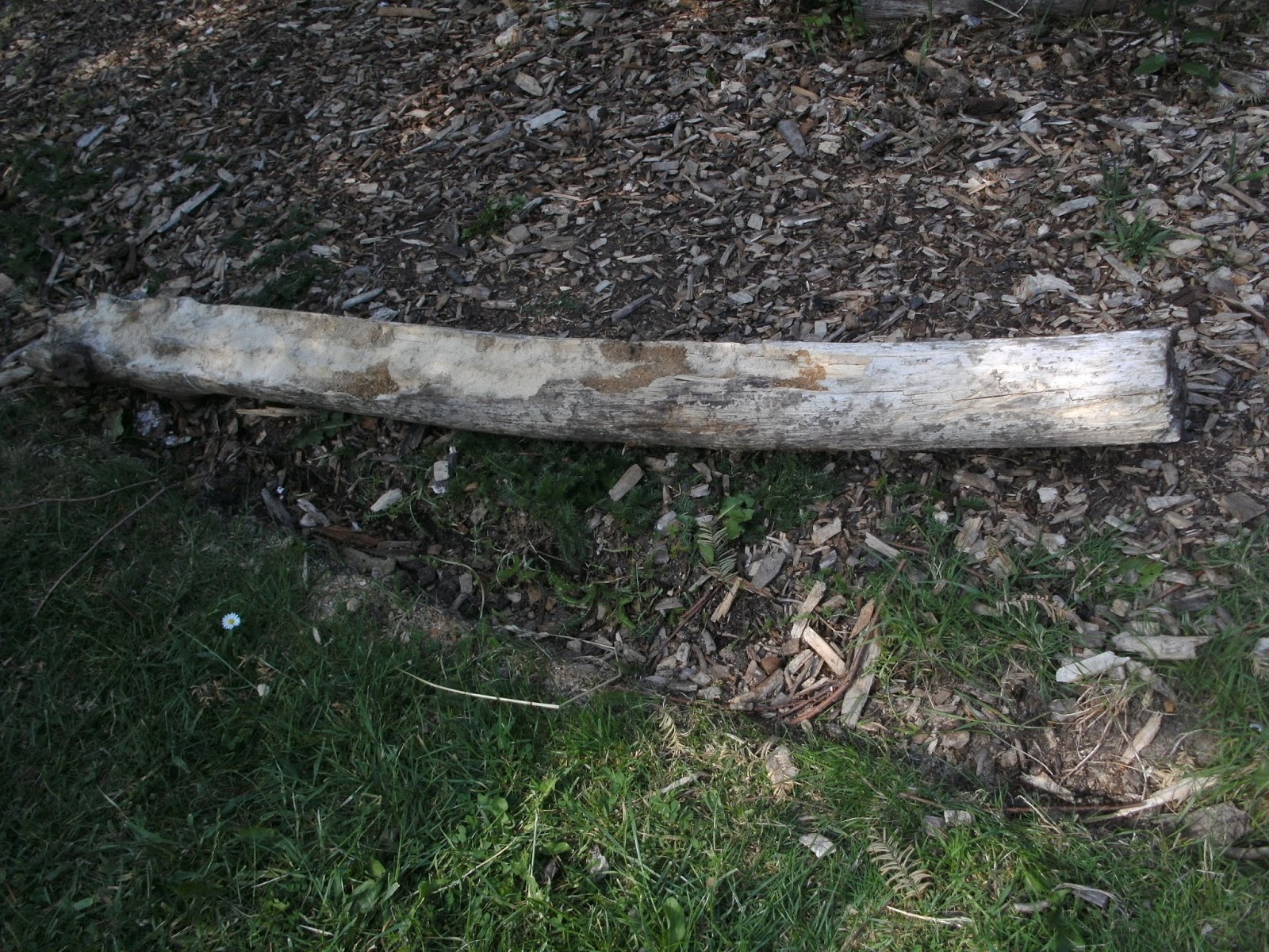 Friends of Mayow Park: Path edge logs and stepping logs