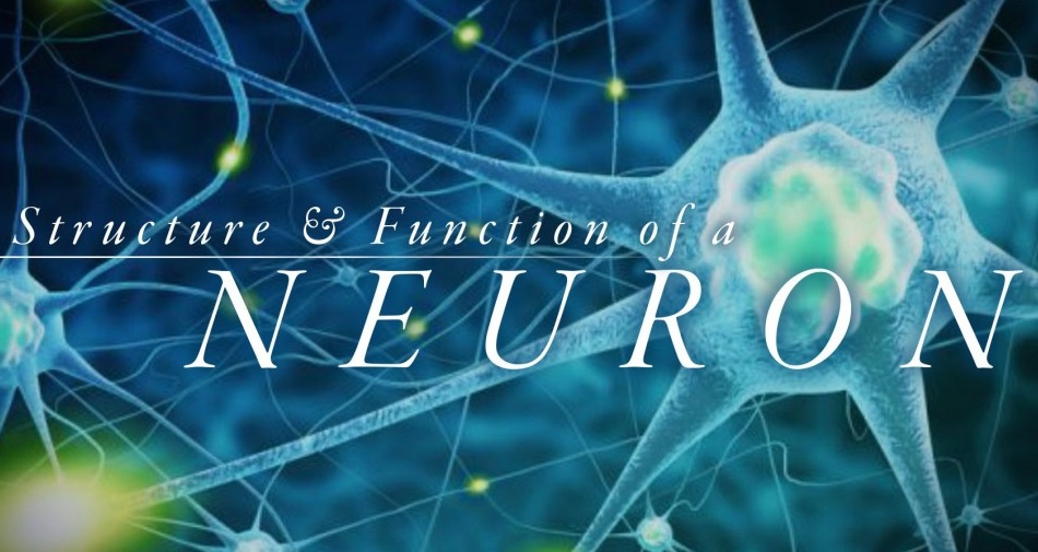 Understanding The Structure And Function Of A Neuron
