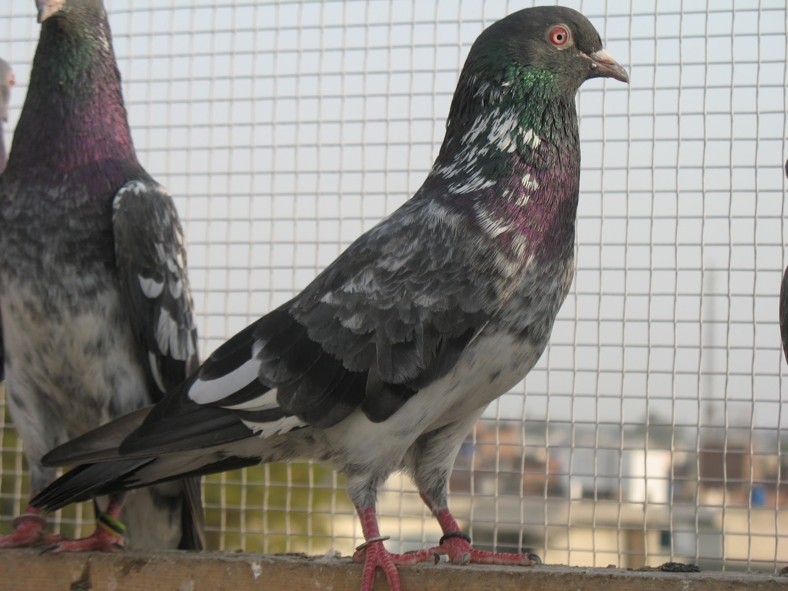 Pakistani Tipplers (Kabootar Baaz) | UK & USA Pigeons | Fancy Pigeons ...