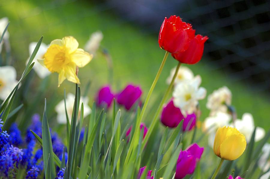 La Bruja Verde: Las plantas y las estaciones: Principios de Primavera