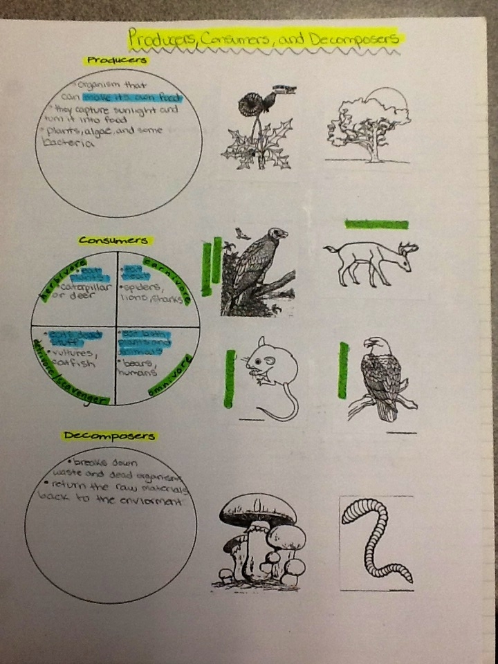 Little Piece of Tape: Living Things and their Environment- science ...