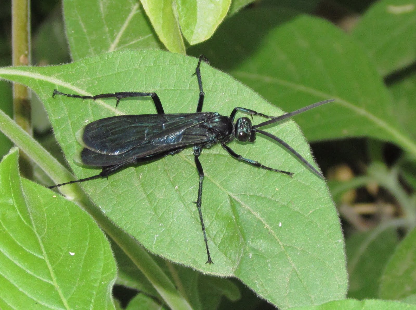 Pepsis grossa - Alchetron, The Free Social Encyclopedia