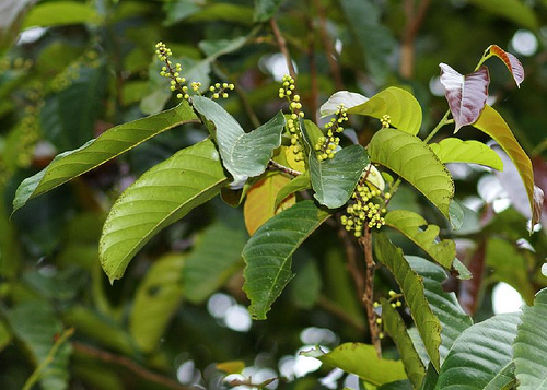 Ironwood Tree - Eusideroxylon zwagerii T. et B. , Ulin