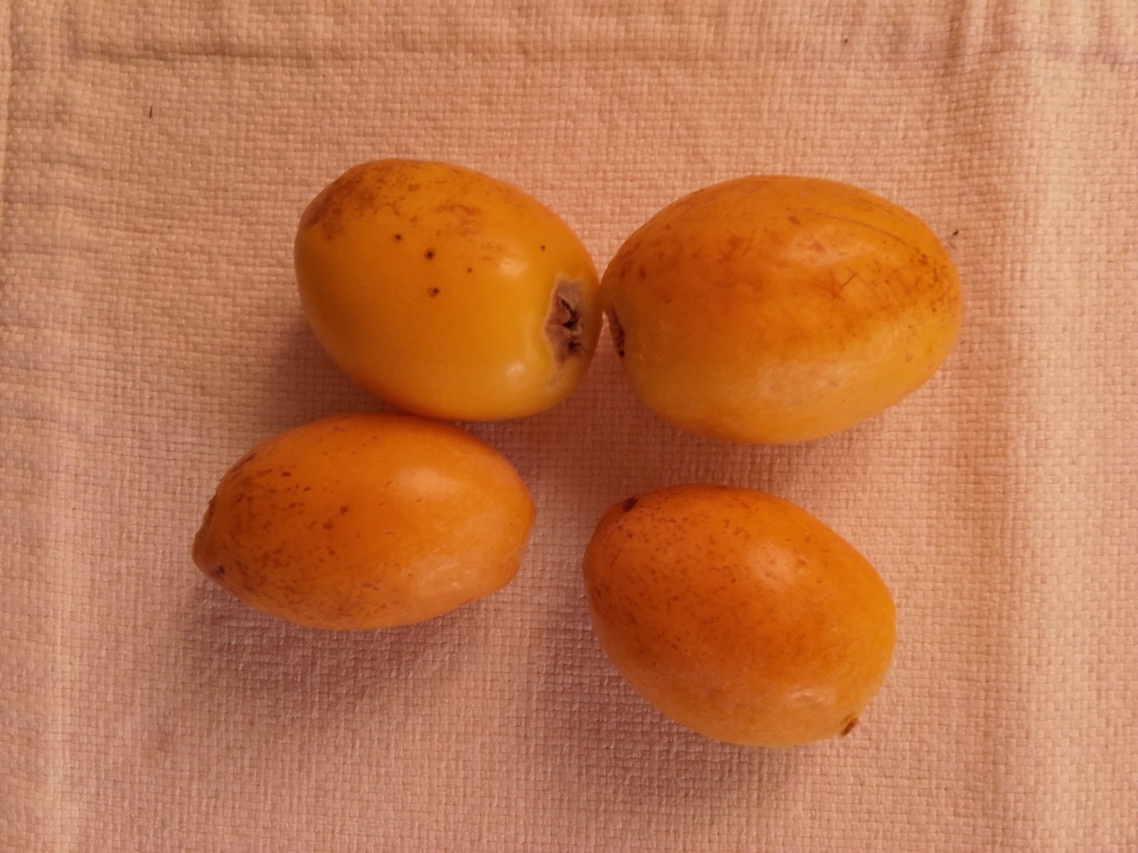 Oleander: Japanische Mispel (Eriobotrya japonica)