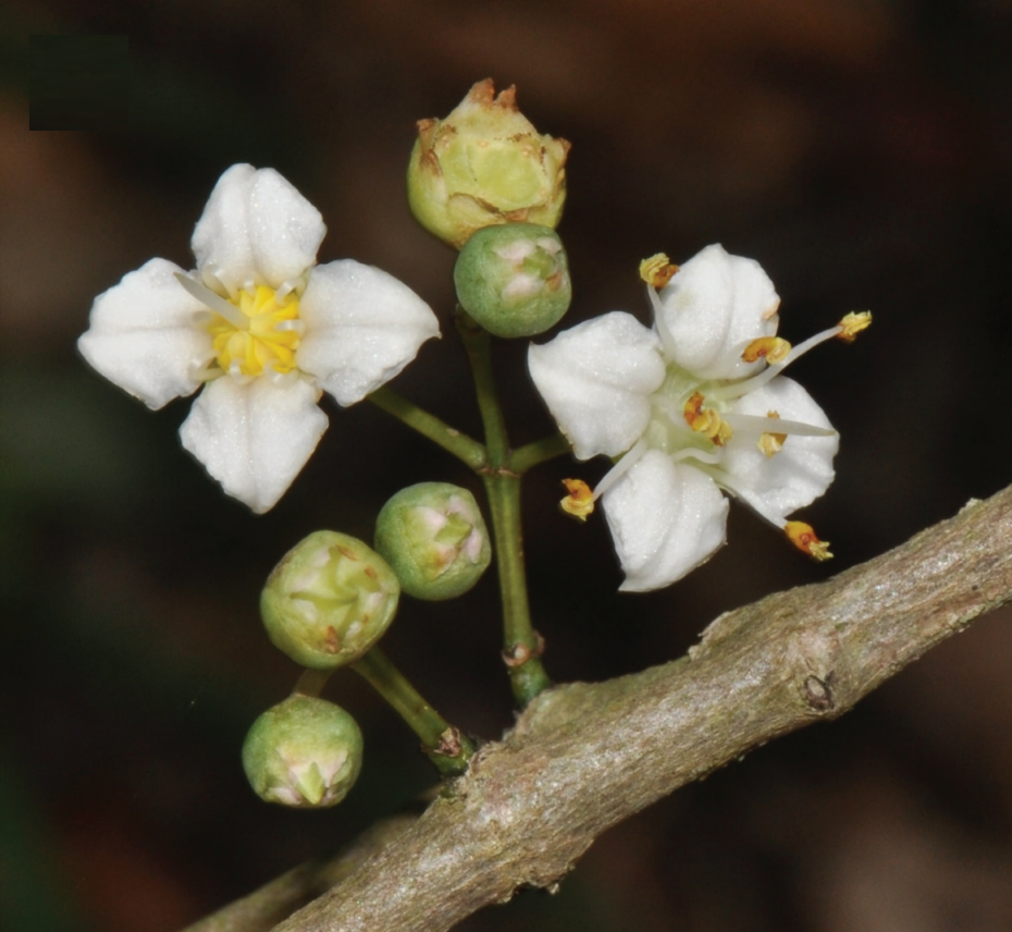 Species New to Science: [Botany • 2017] Revised Treatment of Mozambican ...