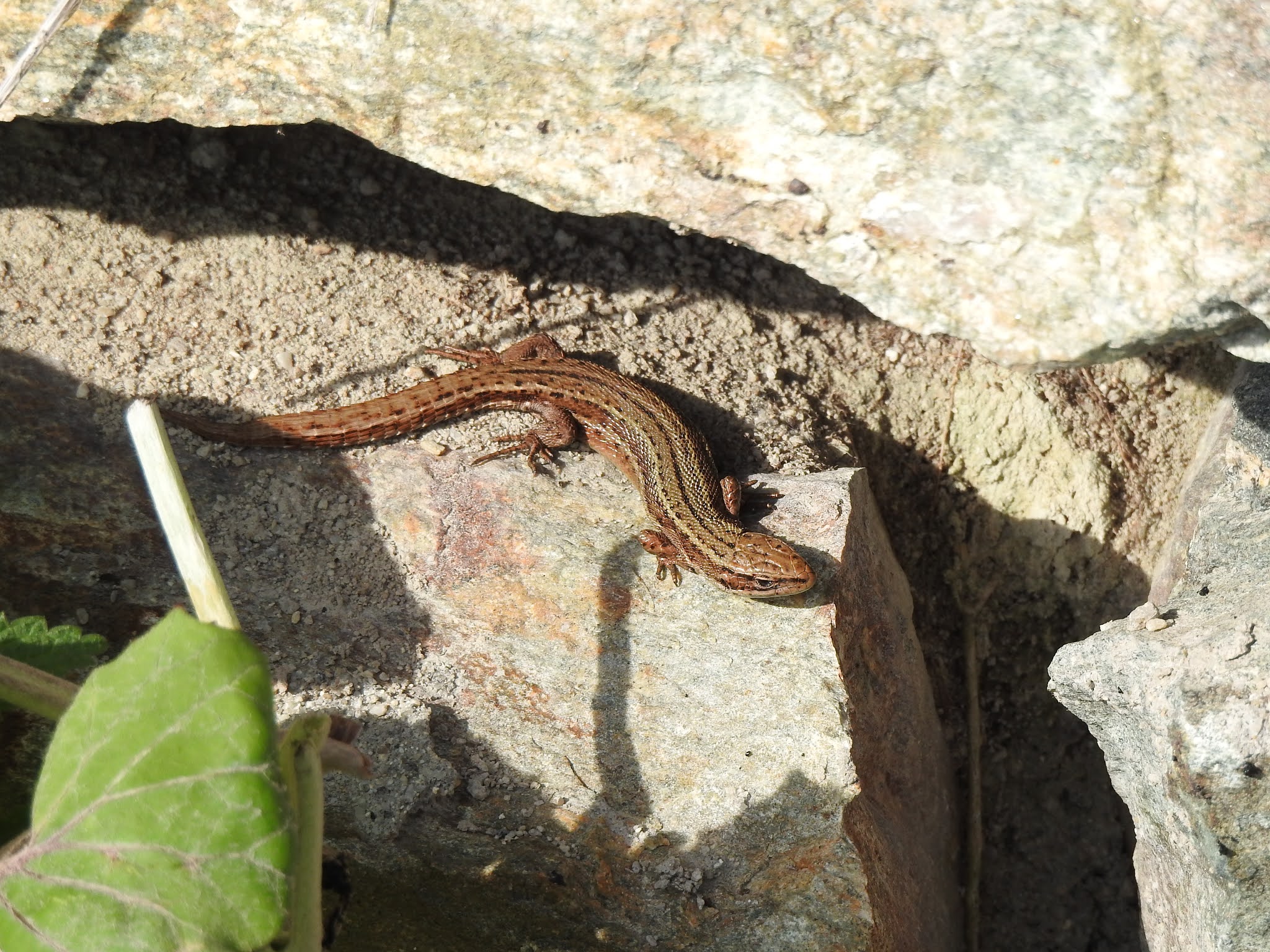 PASARI DIN ROMANIA: REPTILE ( 2 ), Soparle