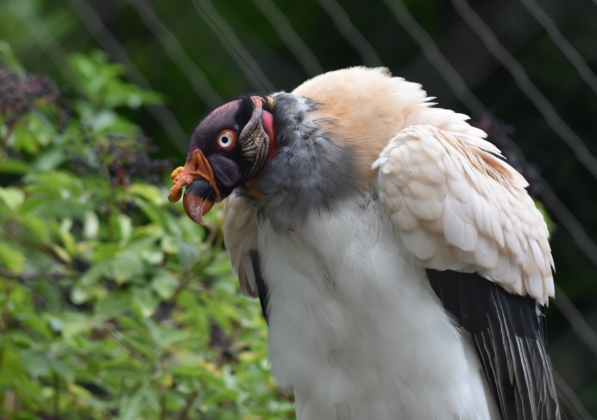 ZOOTOGRAFIANDO (6.100 ANIMALS): ZOPILOTE REY / KING VULTURE ...