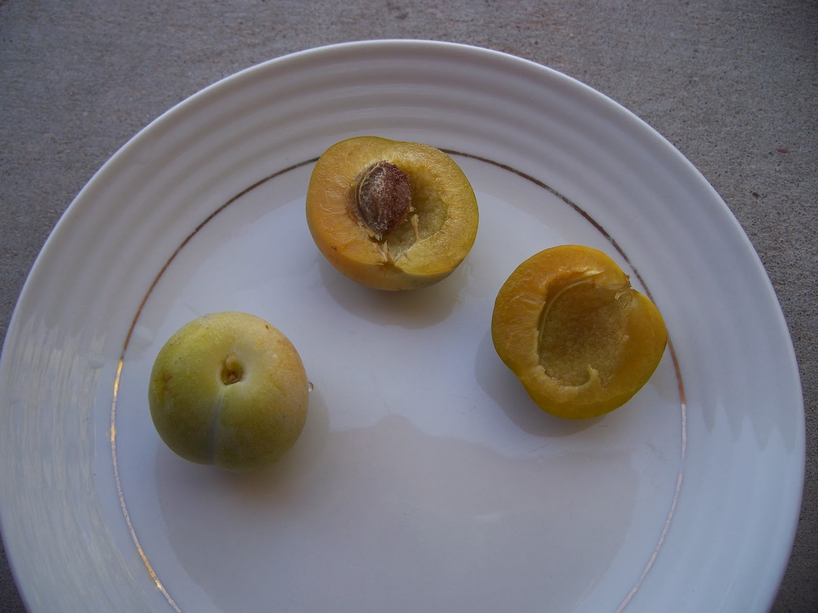 Trees That Please Nursery: Green Gage Plum