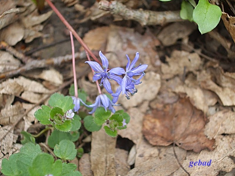 D'ale vietii: FLORILE PADURII