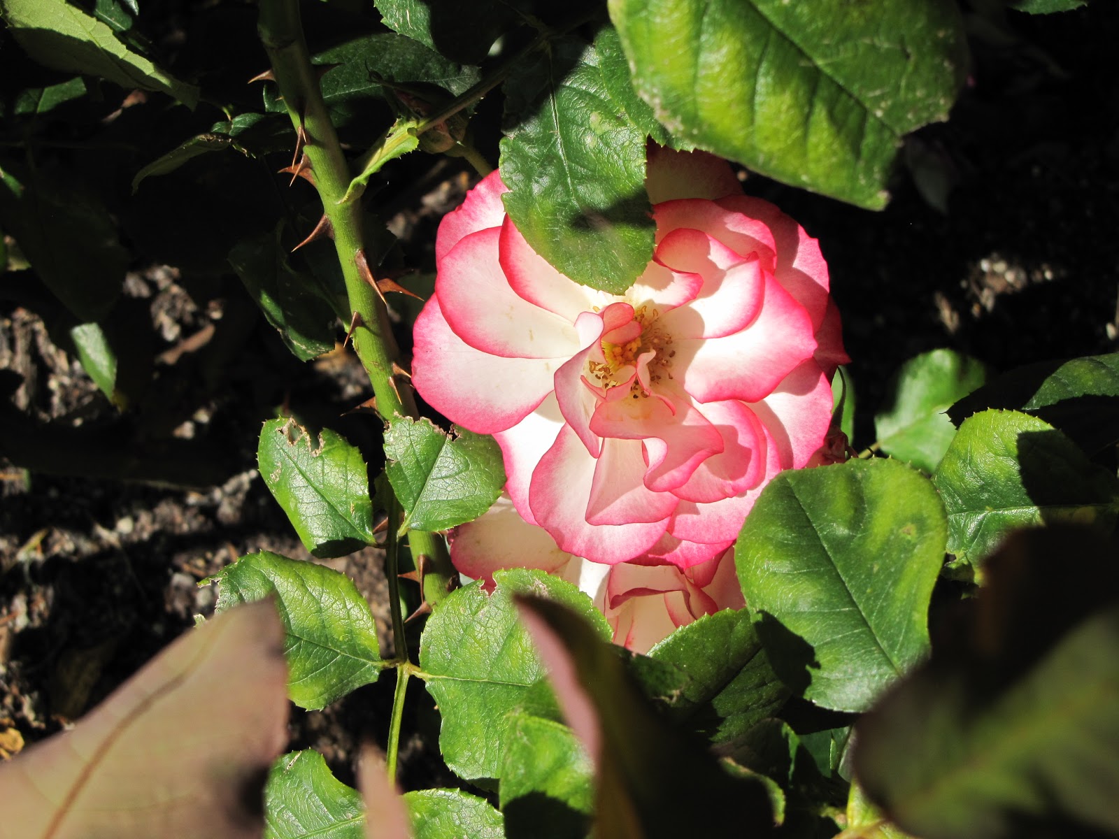 photographing New Zealand: Dual color rose