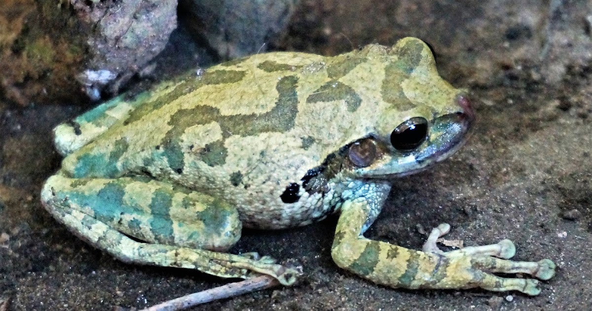 mexpatriate — in the key of steve: rambo frog