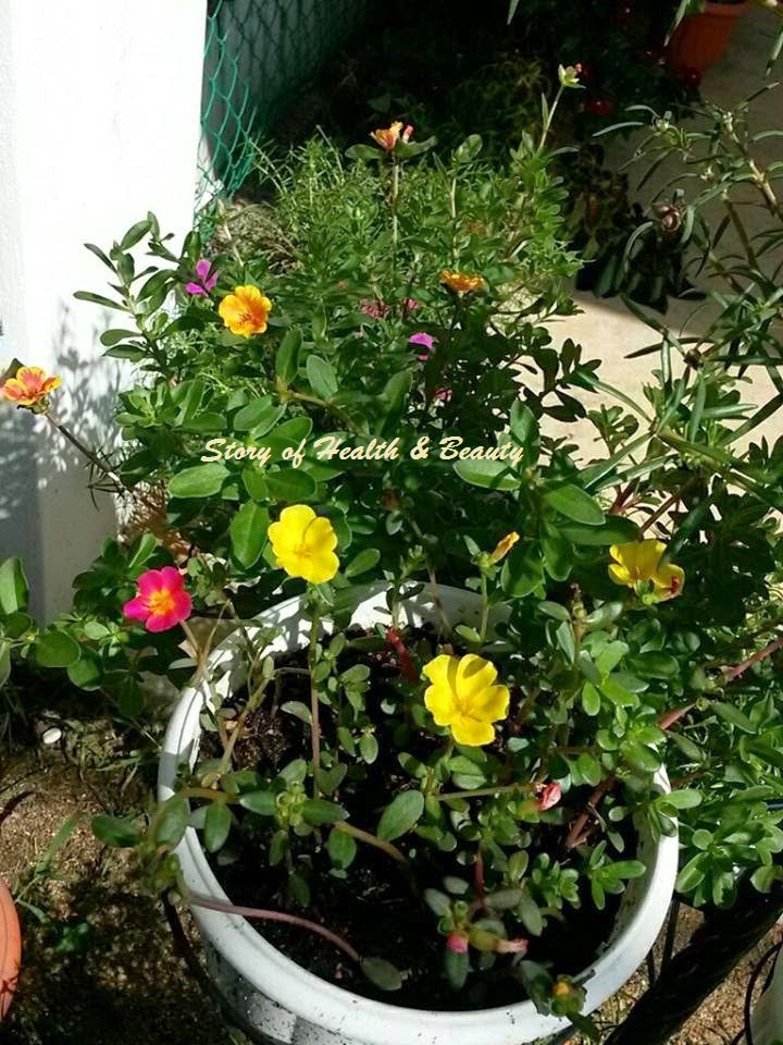 Tanam Pokok Ros Jepun | Hobi Paling Senang dan Menyenangkan - Story of ...