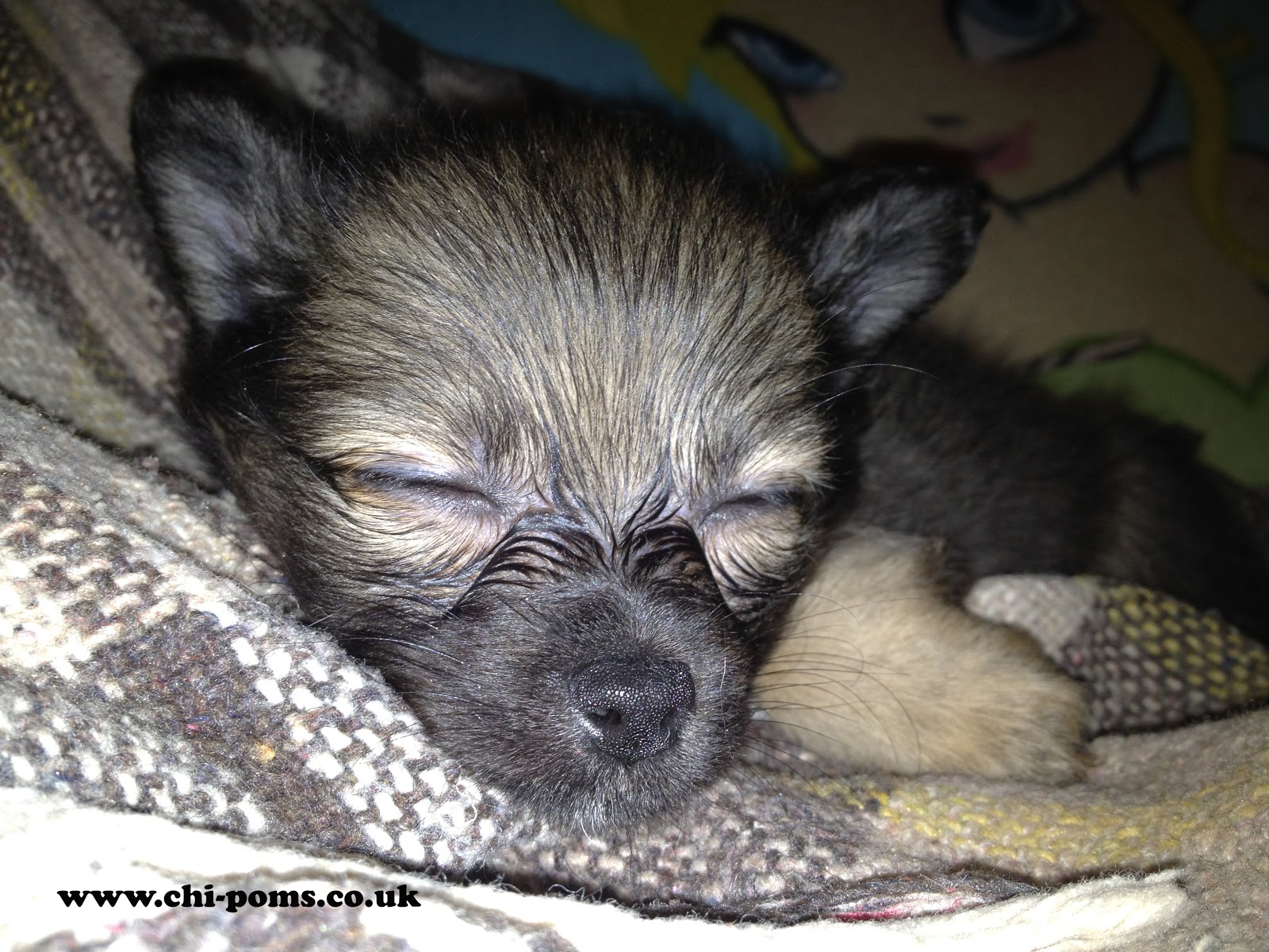 Chi Poms - Information & Guides about Chi Pom dogs