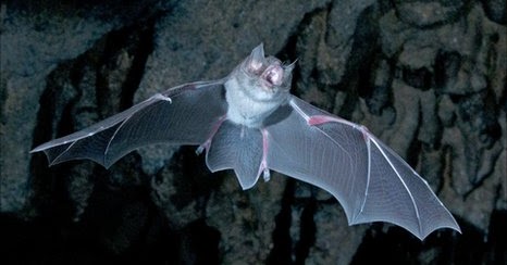 Variety of Life: Mormoopidae
