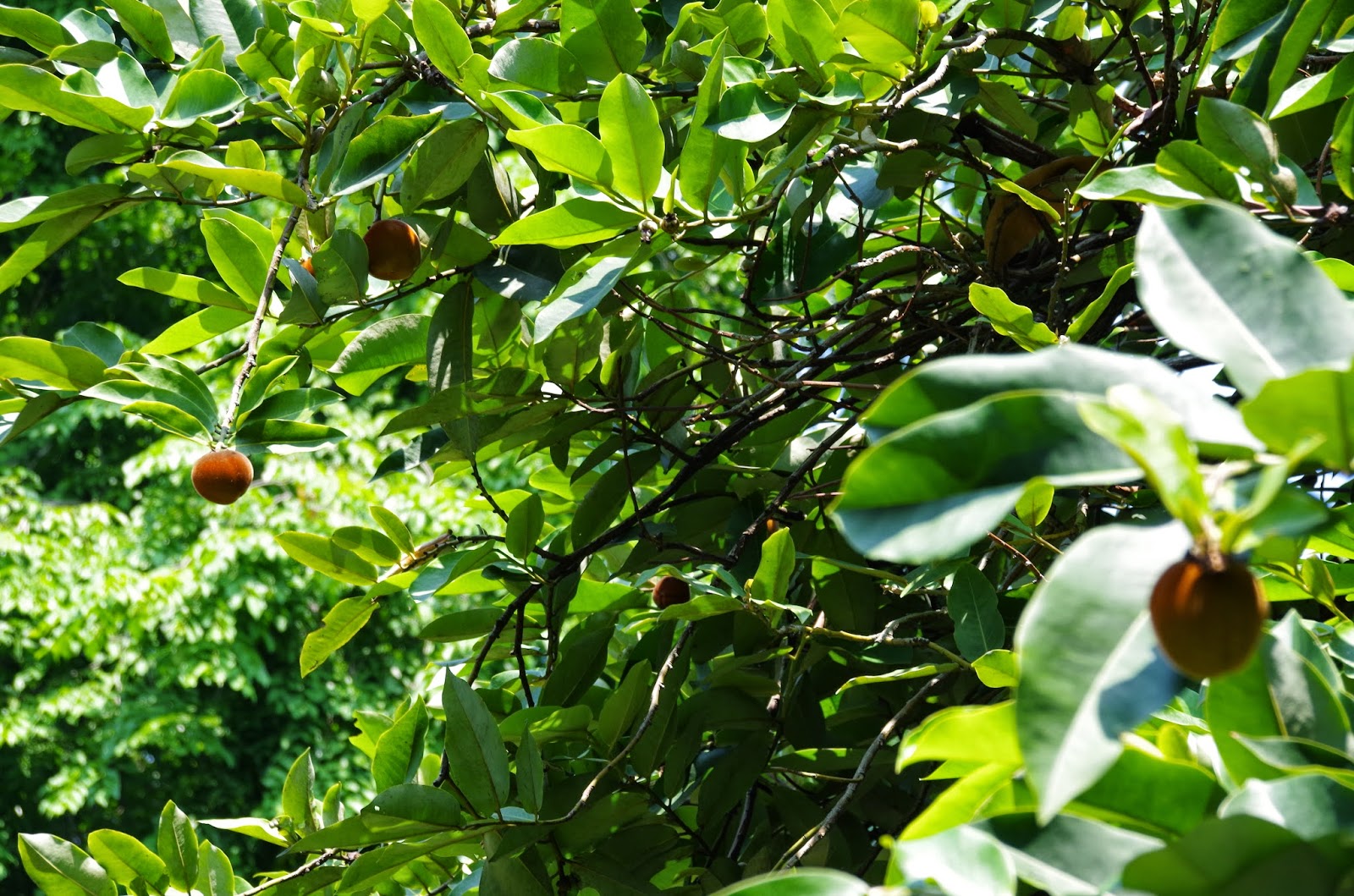 Trees and Plants: Butterfruit
