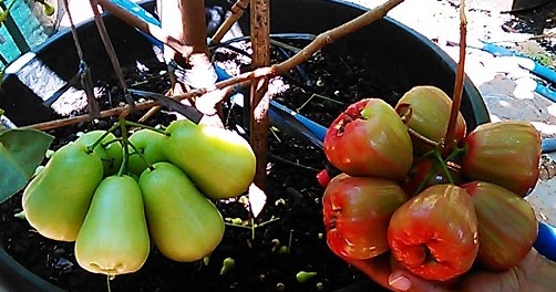 Manfaat Buah Jambu Air - Berkebun Riang