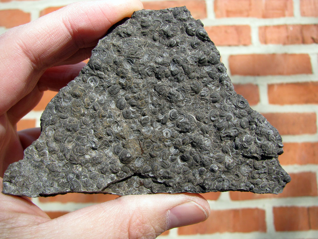 Views of the Mahantango: Agnostus pisiformis trilobites from Sweden