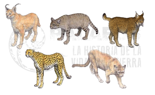 Palaeos, la historia de la Vida en la Tierra: Gatito gatito