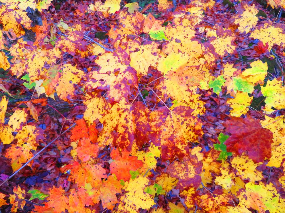 Outdoor Diversion: Percy Peaks Loop Hike