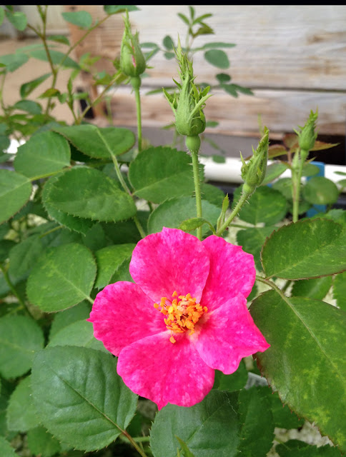 Rose Hybridizing: Hulthemia Extremes