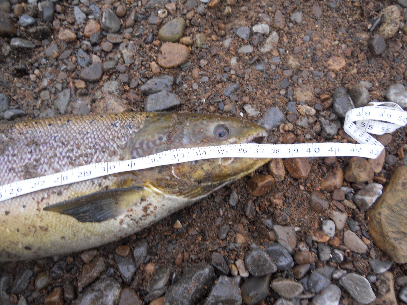 Just One Week: Estimating the Weight of Salmon