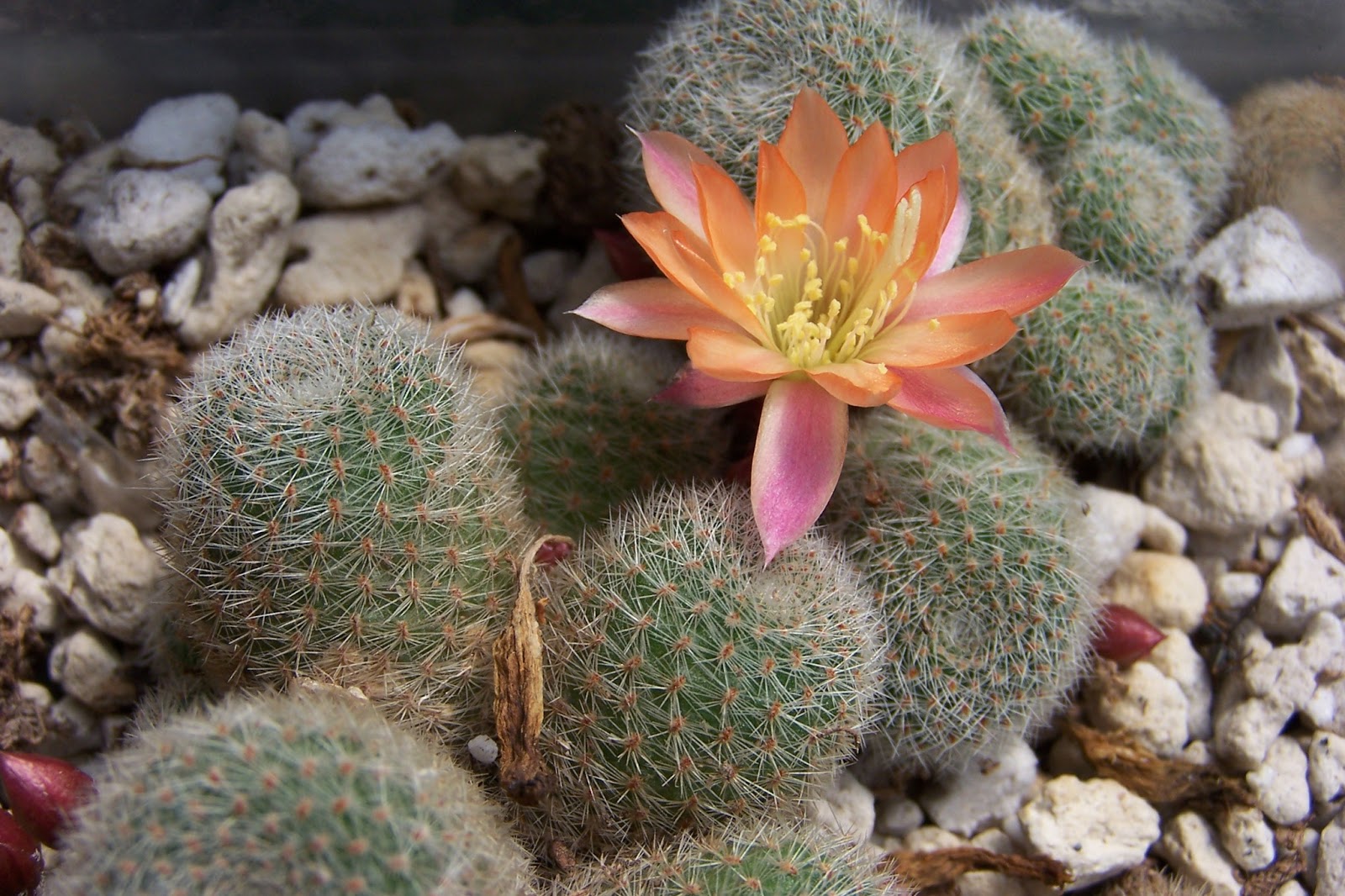 Oregon Cactus Blog: Rebutia 'Sunrise'