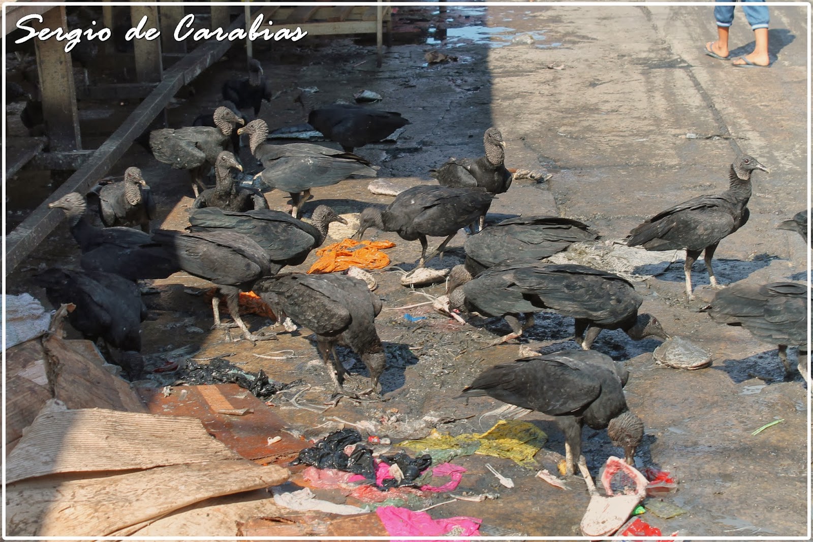 Aprendiz de biólogo y de artista: Avifauna Amazónica