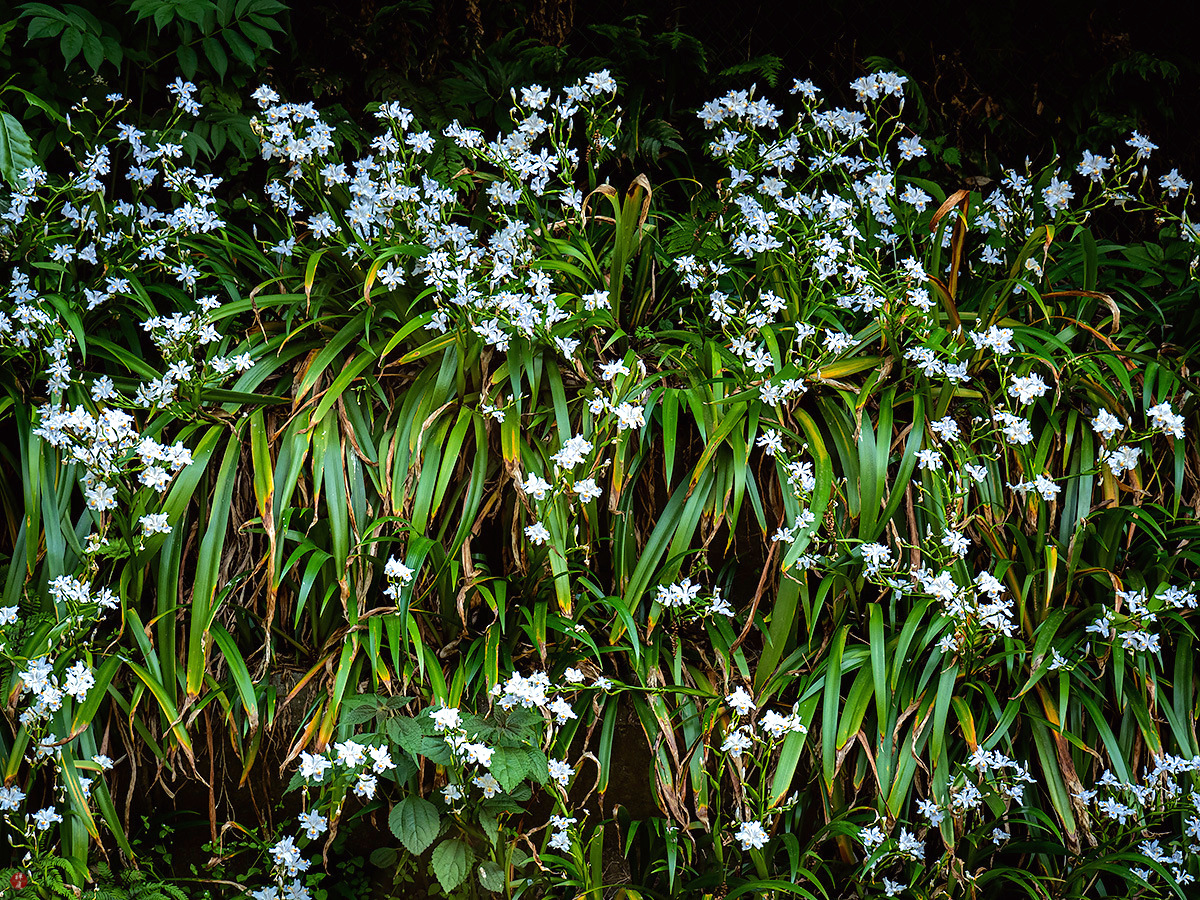 FROM THE GARDEN OF ZEN: May 2020