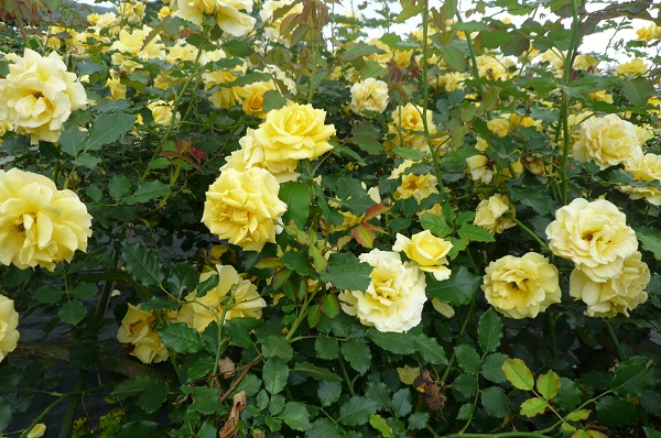 Mengenal bunga Mawar Sunsprite