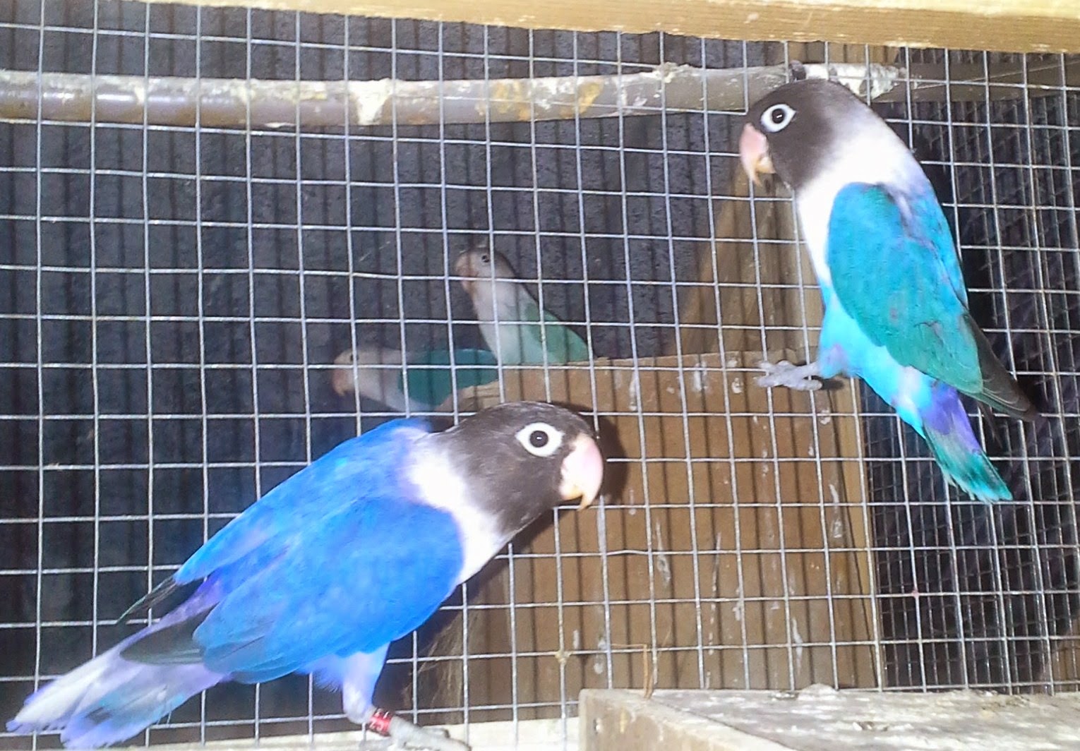 AVIARIO MARI CARMEN : AGAPORNIS PAPILLEROS